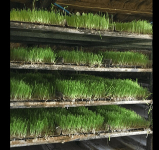 Growing Fodder for Pigs - Countryside